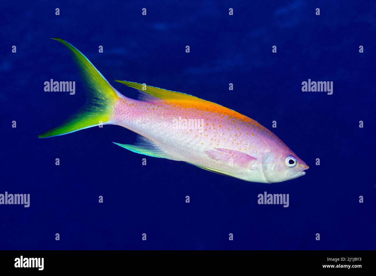 Yellowback anthias - Pseudanthias evansi Stock Photo - Alamy