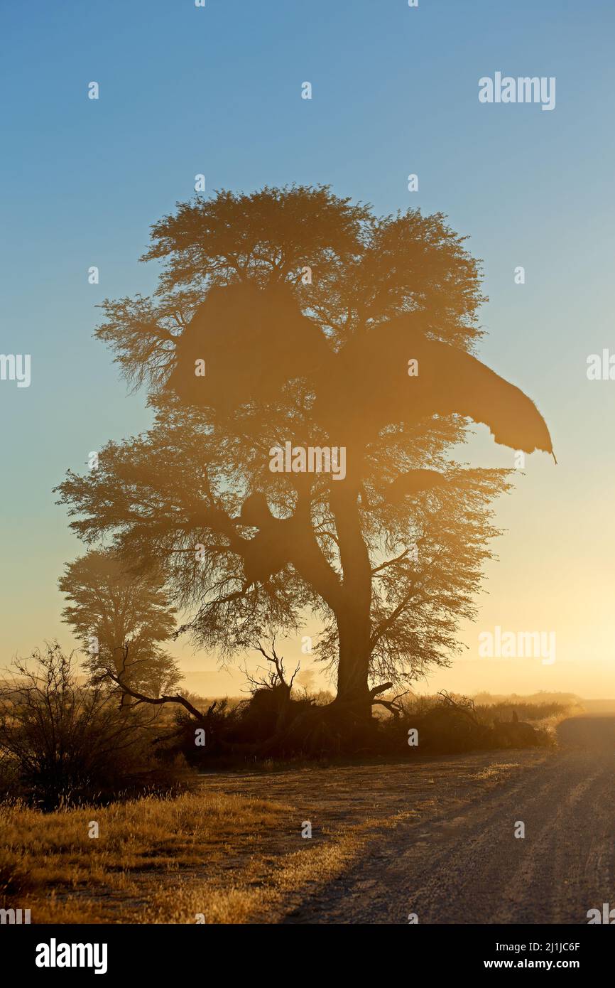 African thorn tree with large nest of sociable weavers in dust ...