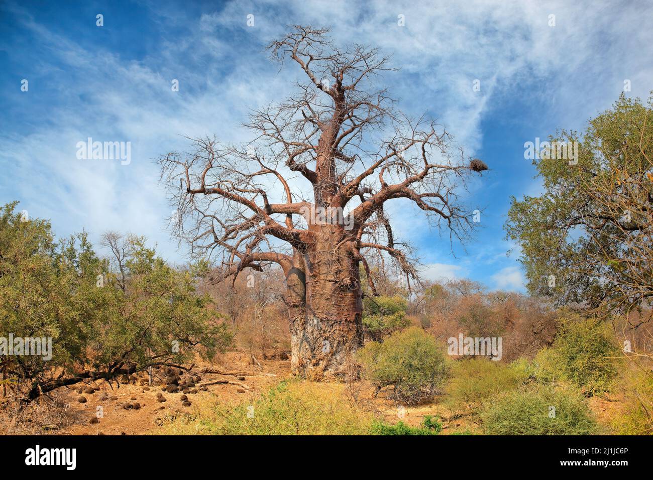 Large baobab tree during the dry season, Kruger National Park, South ...