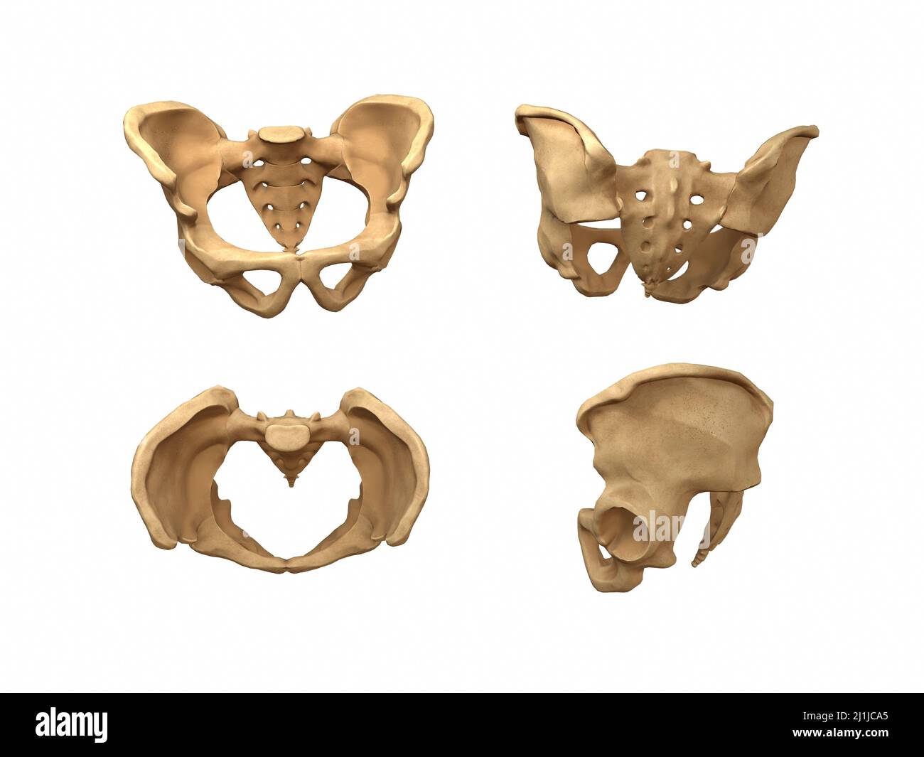 Pelvic bone Cut Out Stock Images & Pictures - Alamy