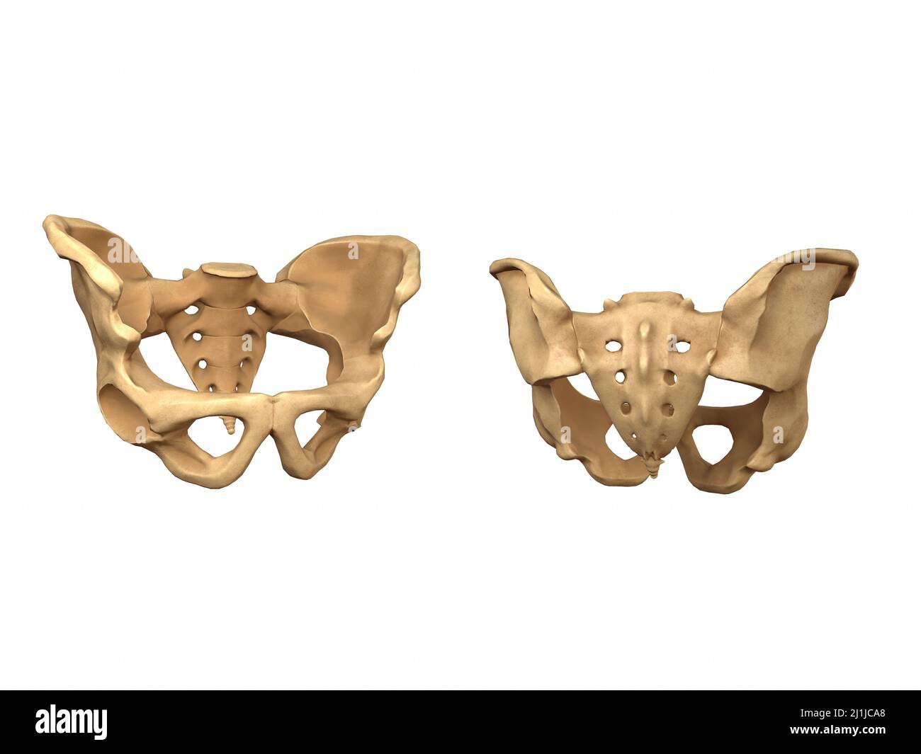 3D-rendering of the human pelvis Stock Photo - Alamy