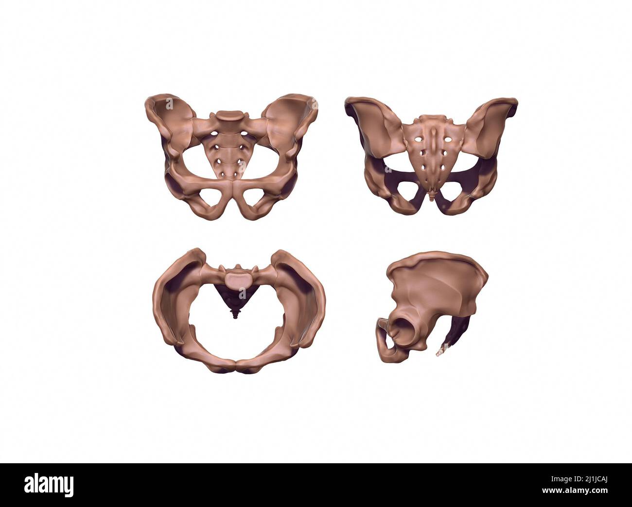 3D-rendering of the human pelvis Stock Photo - Alamy