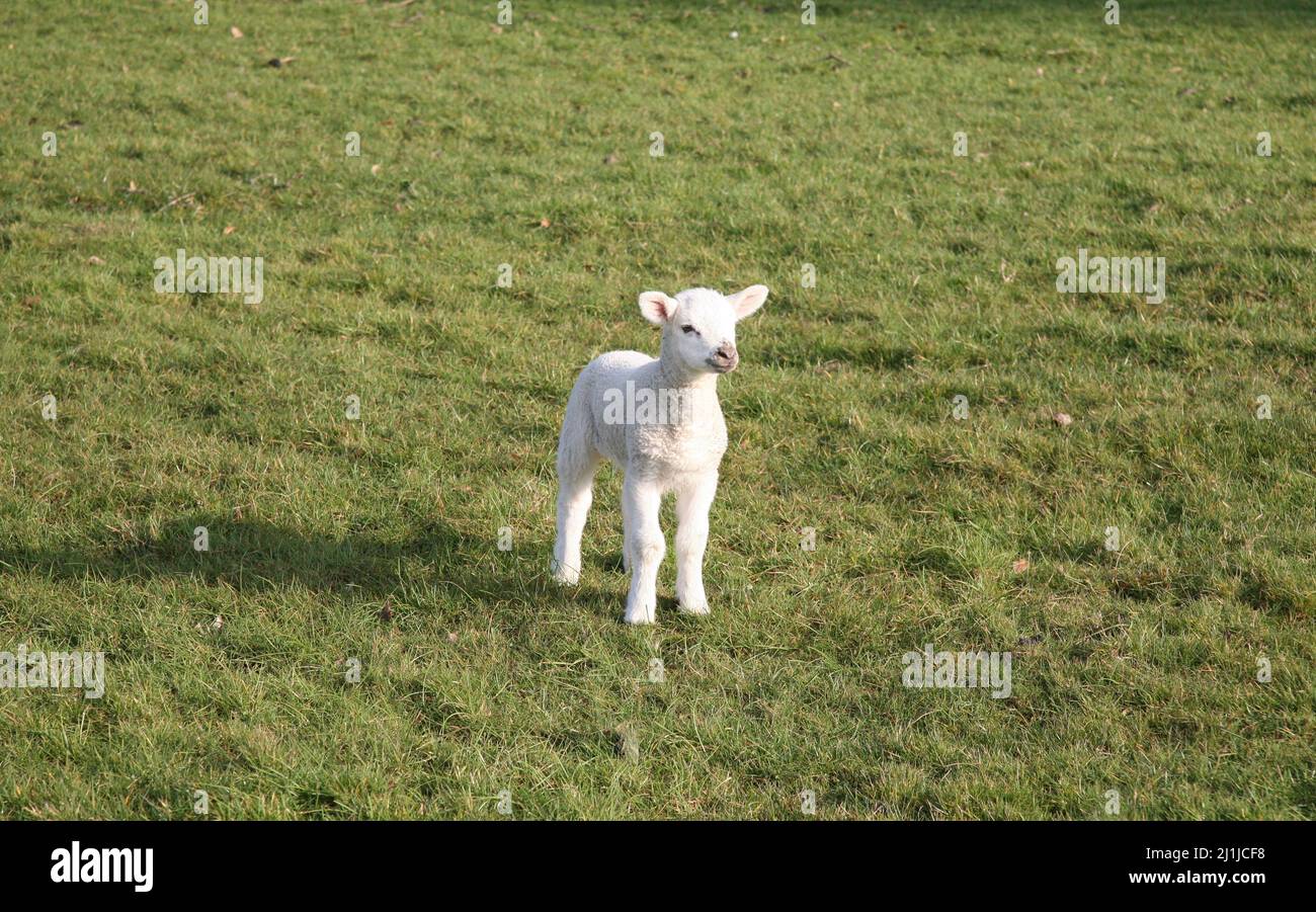 Cheeky little lamb hi-res stock photography and images - Alamy