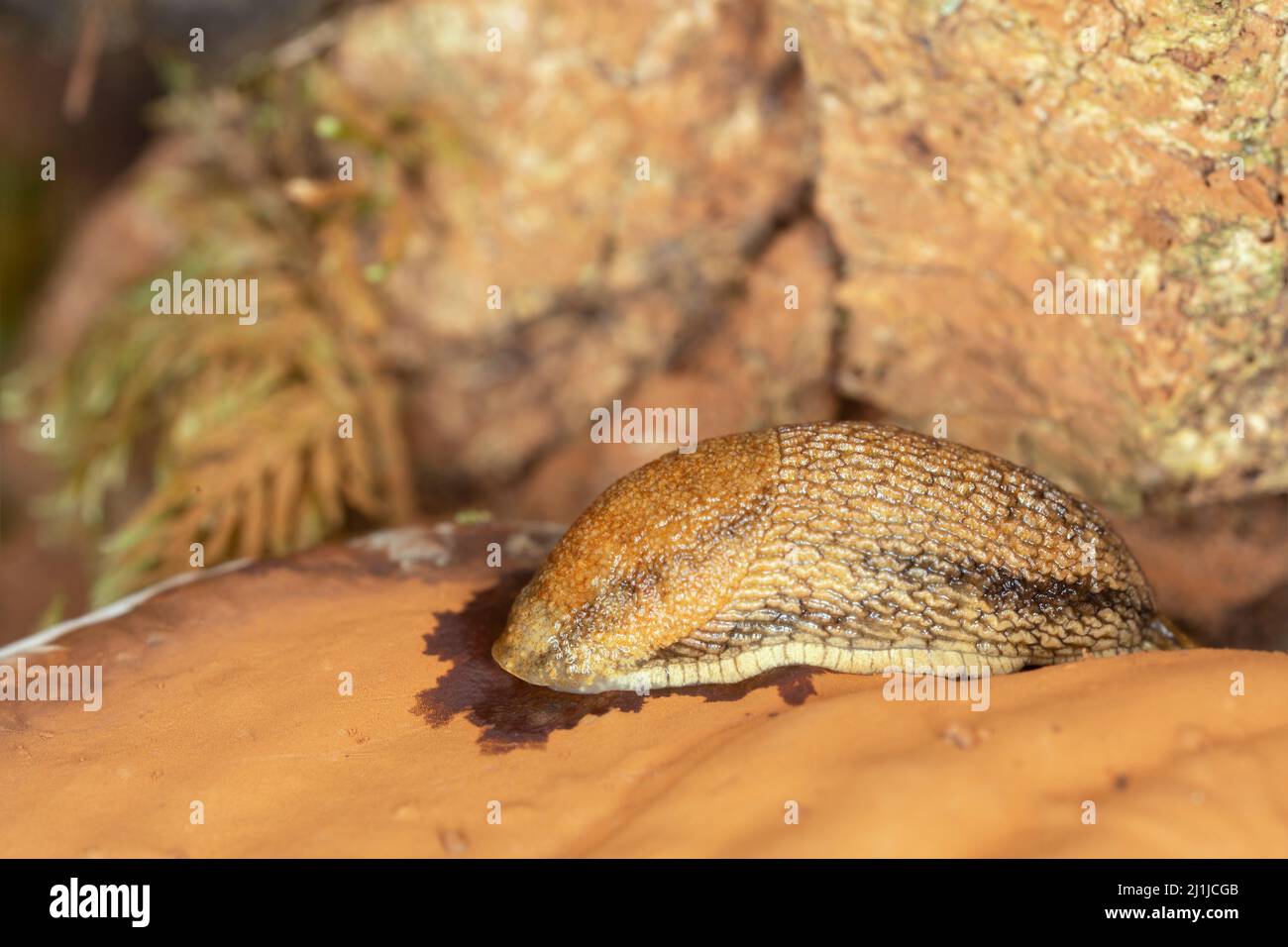 Dusky arion, Arion subfuscus on artist's conk, Ganoderma applanatum ...
