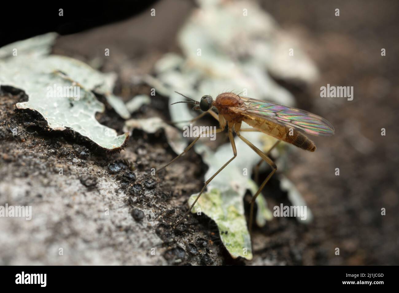 Wood gnat, Sylvicola on aspen wood photographed with high magnification ...