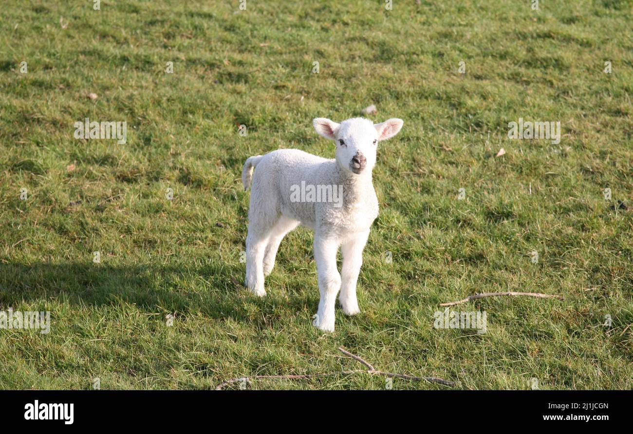 Mary had little lamb hi-res stock photography and images - Alamy
