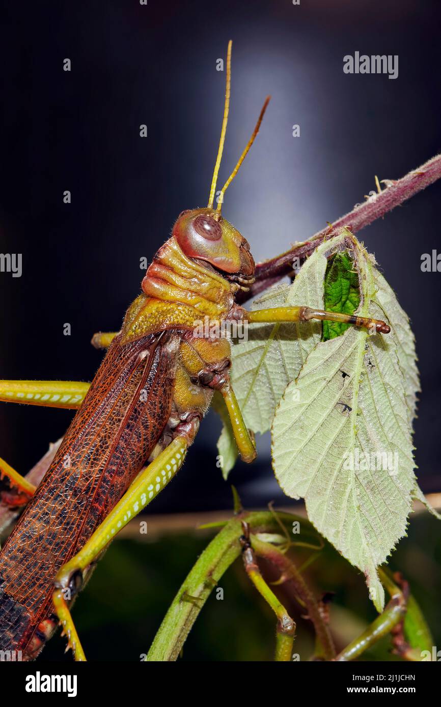 Blue-winged grasshopper - Tropidacris collaris Stock Photo - Alamy