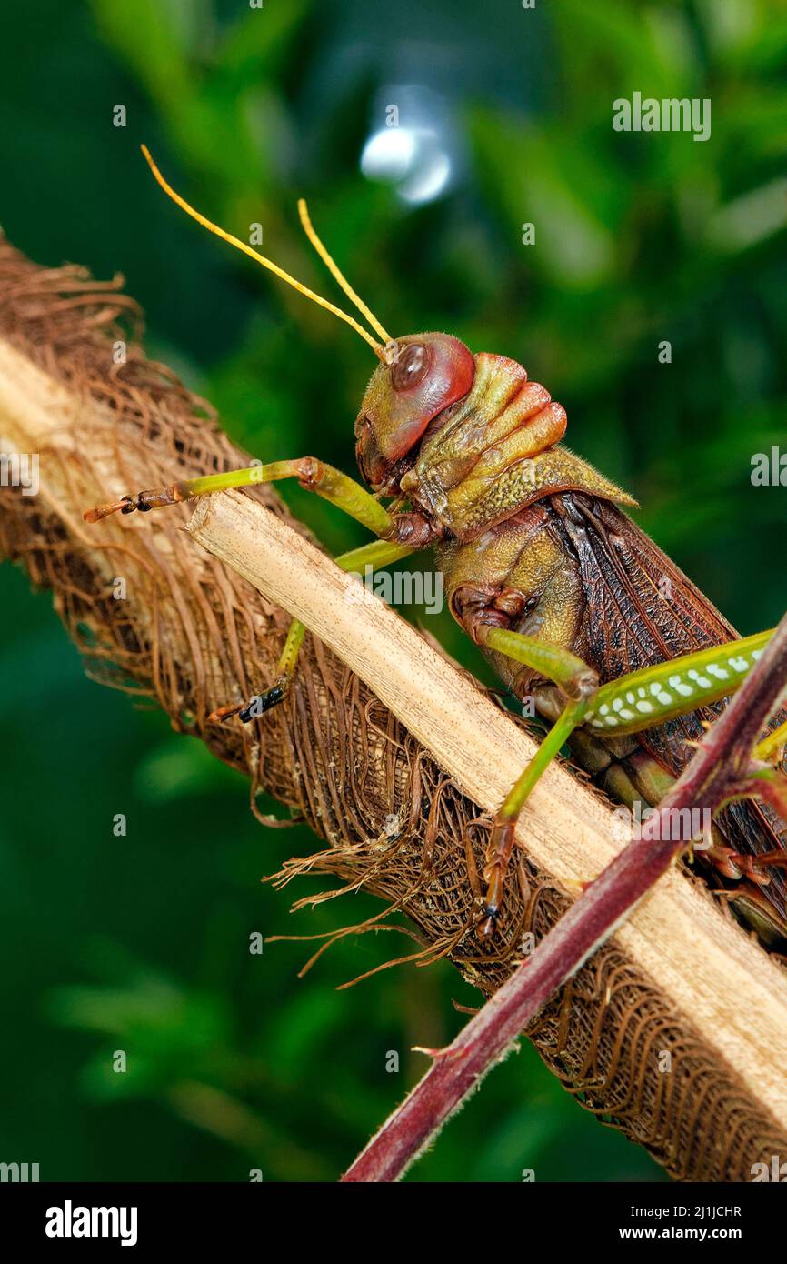 Blue-winged grasshopper - Tropidacris collaris Stock Photo - Alamy