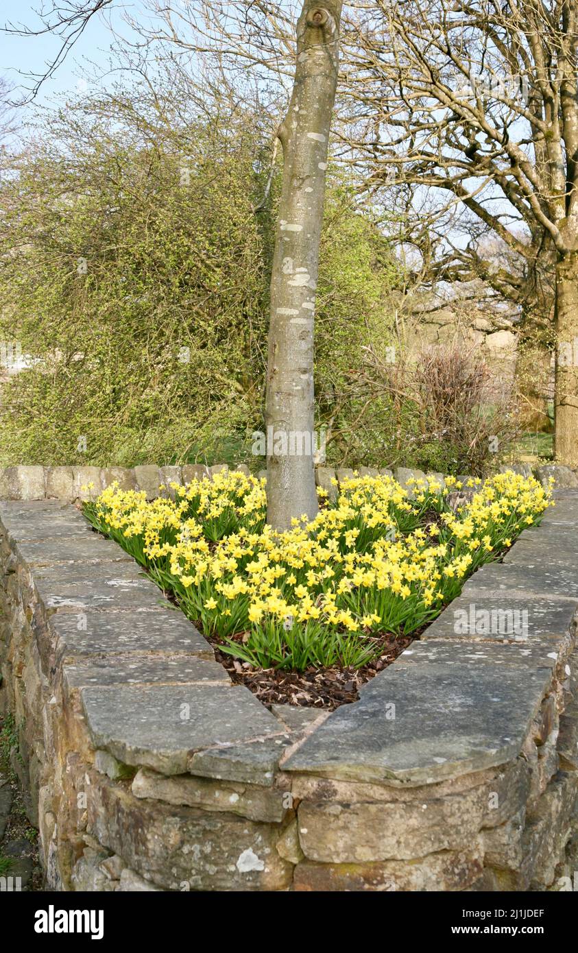 Miniature daffodils in a triangular shaped flower bed Stock Photo - Alamy