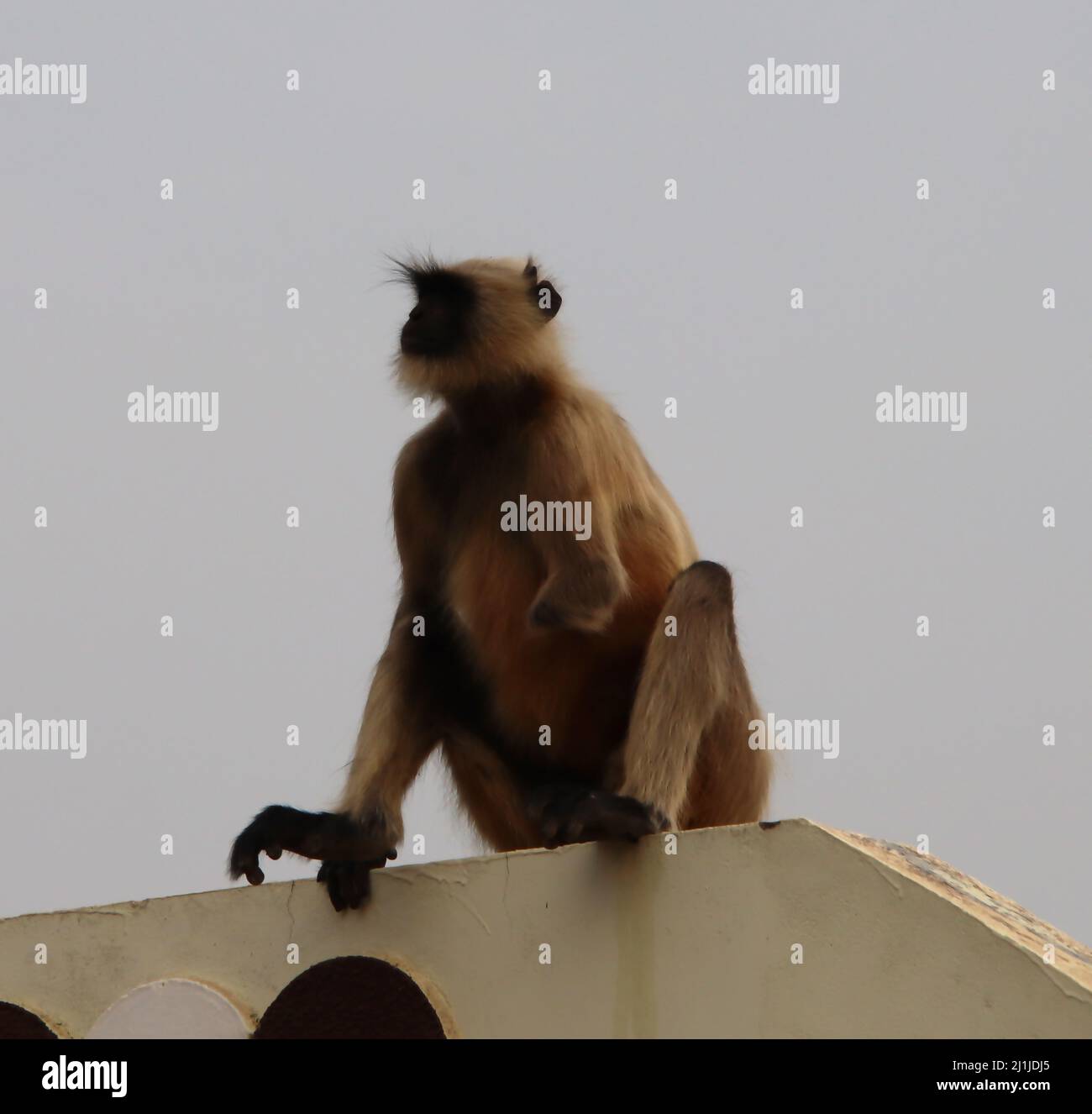Monkey sitting on a ceiling wall and looking Stock Photo - Alamy