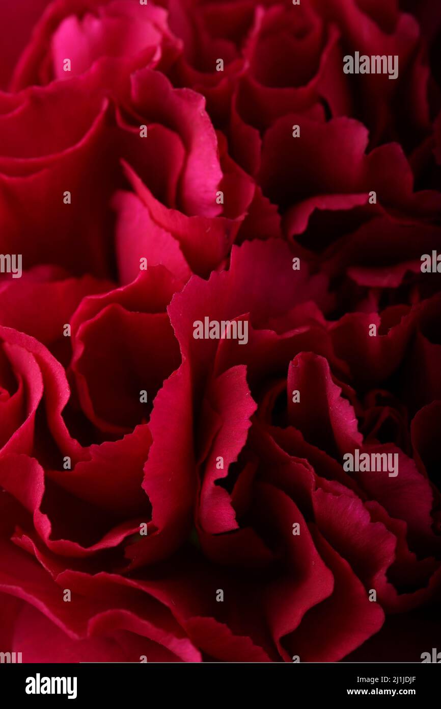 Student flower hi-res stock photography and images - Alamy