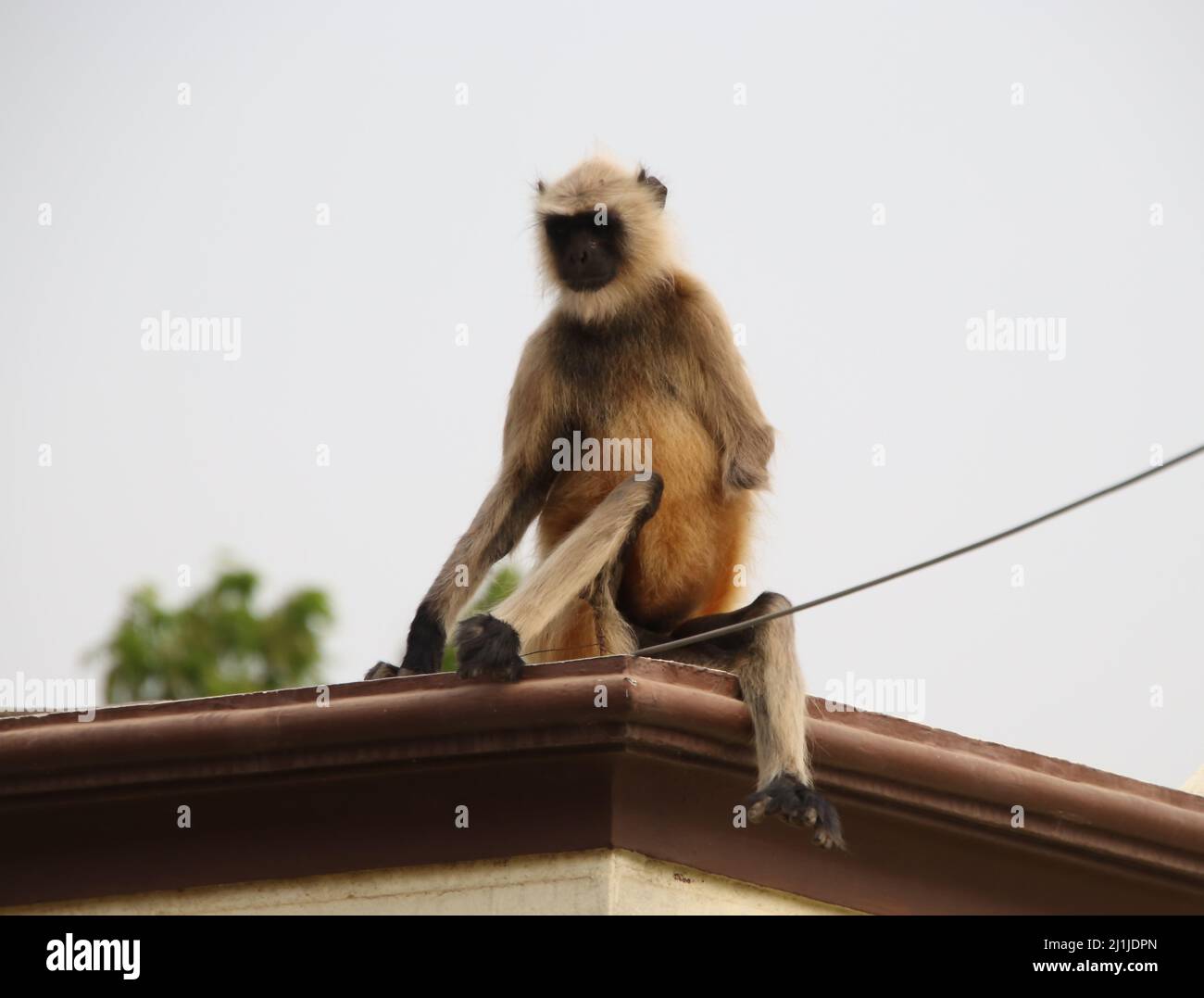 Monkey sitting on a ceiling wall and looking Stock Photo - Alamy