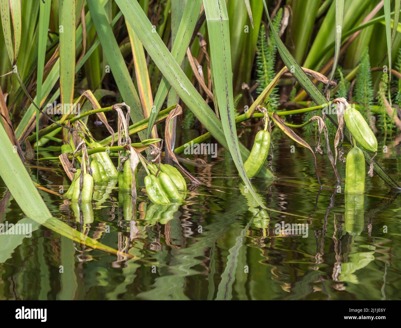 Seed pods of yellow iris shore plant hanging over water Stock Photo - Alamy