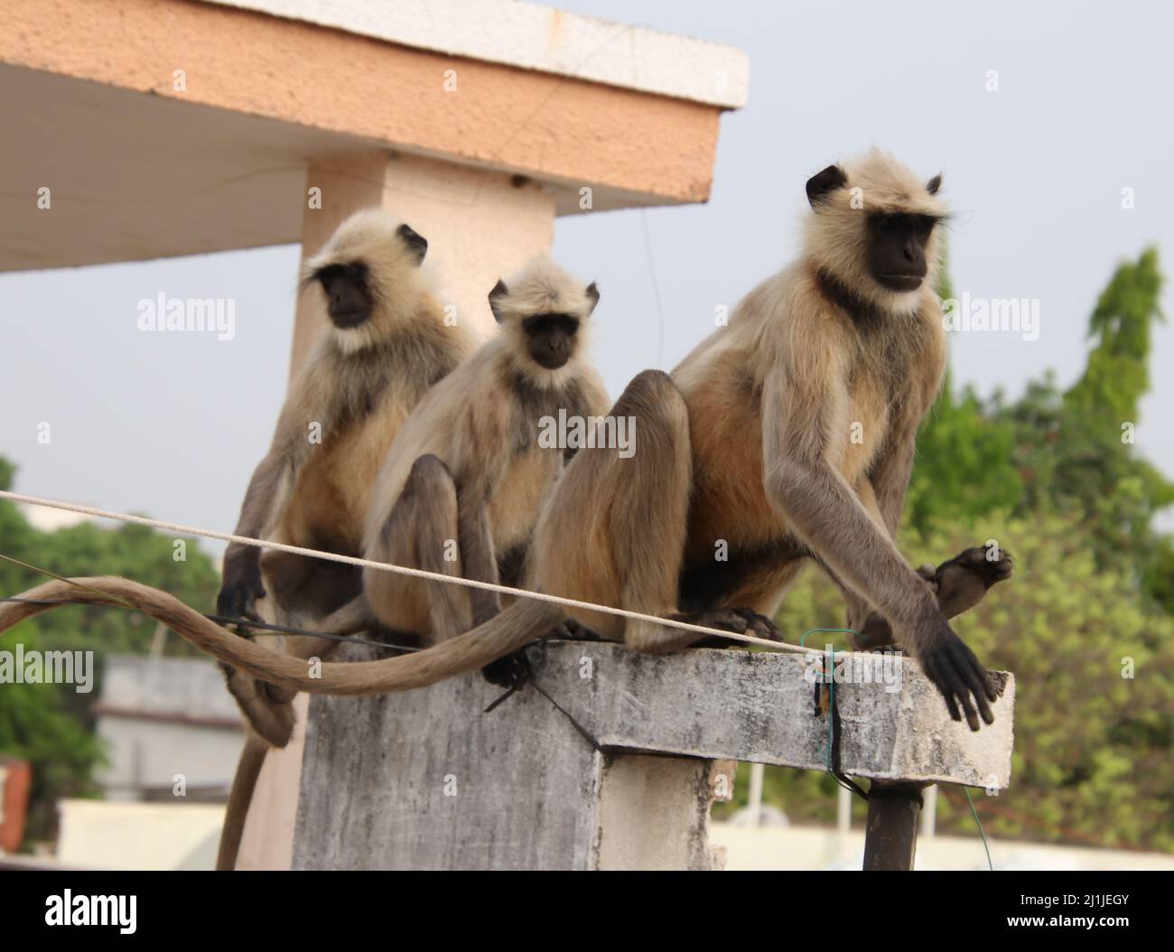 Monkey sitting on a ceiling wall and looking Stock Photo - Alamy