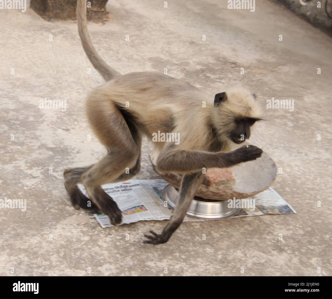 Monkey is running on a terrace and carrying fruit in one leg Stock ...