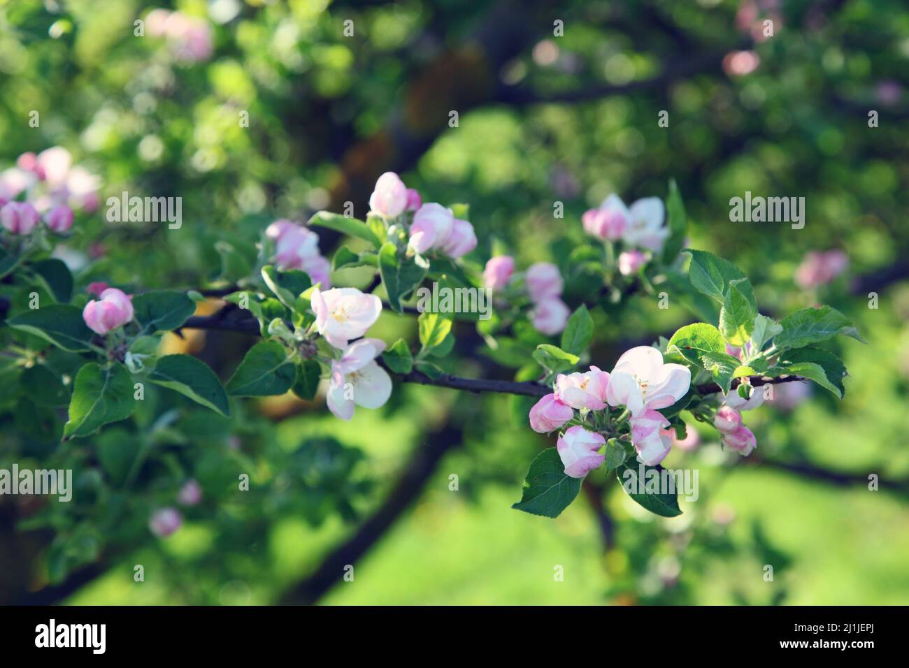 Apple tree in beautiful hi-res stock photography and images - Alamy