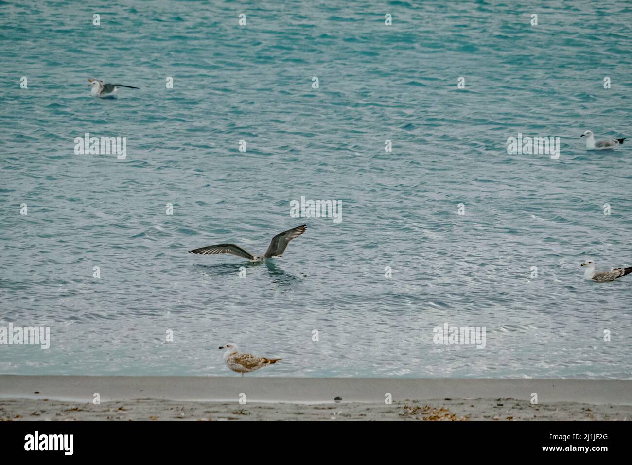 Seagull fishing on the shore of the beach Stock Photo - Alamy