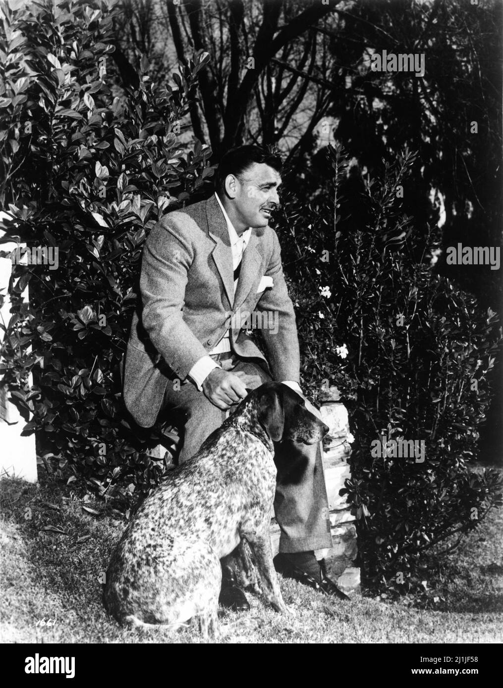 CLARK GABLE with his dog BOB a German Short-Haired Pointer at his Ranch ...