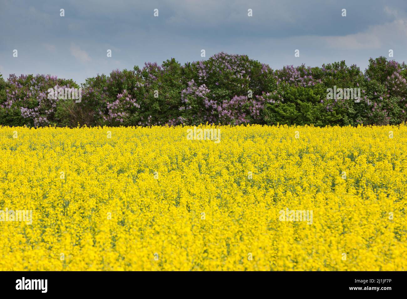 flowers of oil in rapeseed field with blue sky and clouds Stock Photo ...