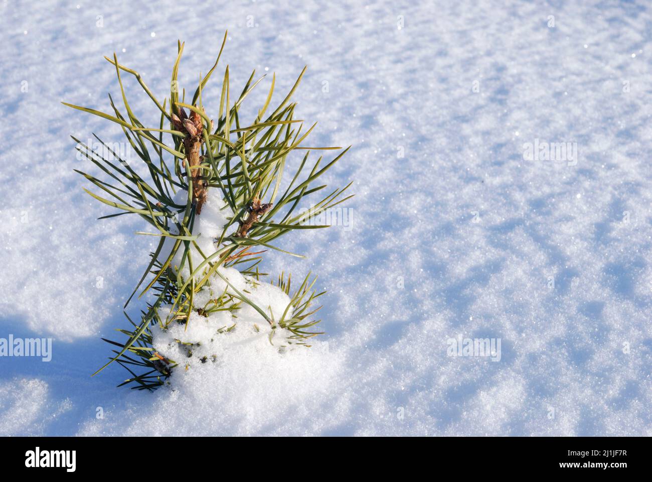 Scots pine (Pinus sylvestris) sapling in snow, cold sunny winter day ...