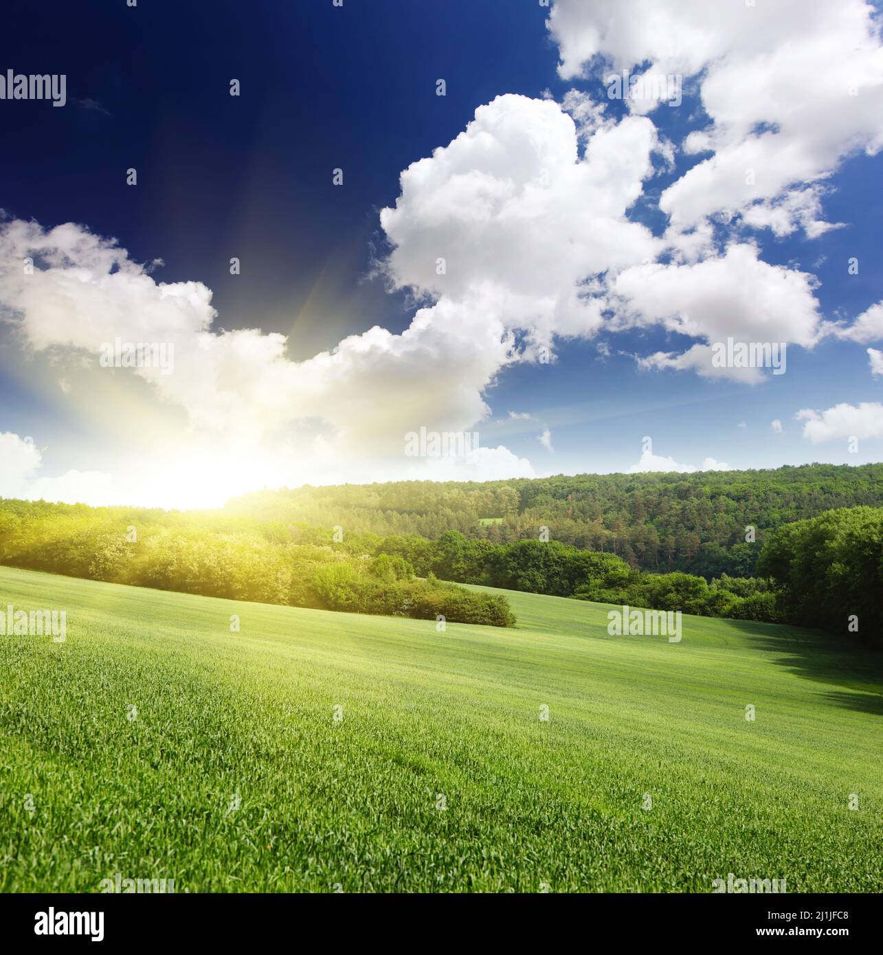 Summer field and sunlight in blue sky Stock Photo - Alamy