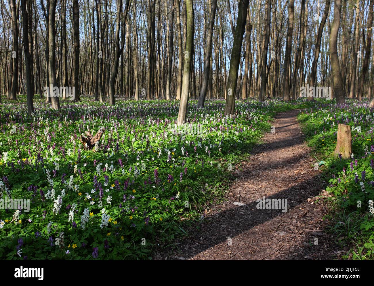 Dirt road through flower field in the forest Stock Photo - Alamy