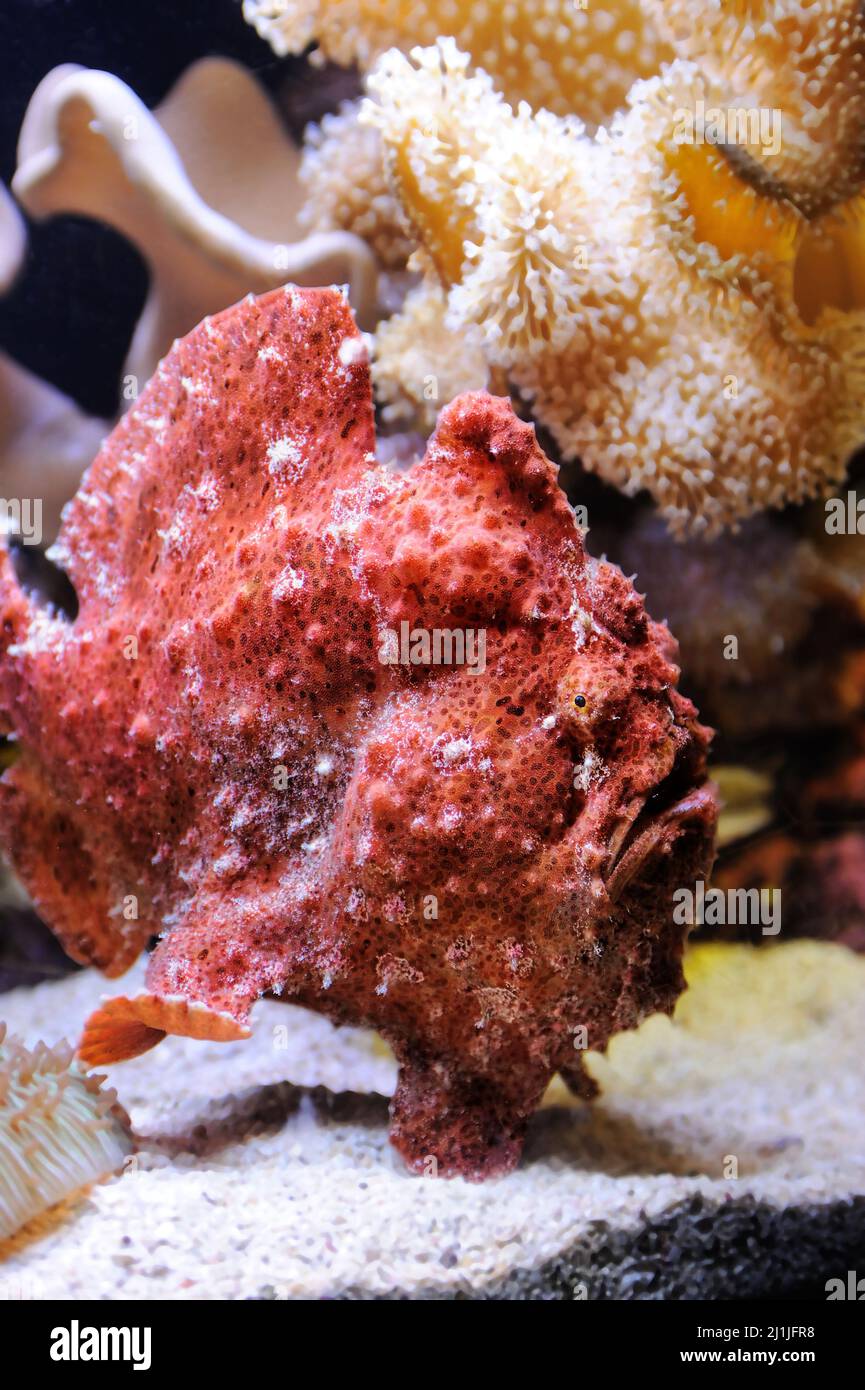 Fish scarlet frogfish, coral and other bright and colorful inhabitants ...