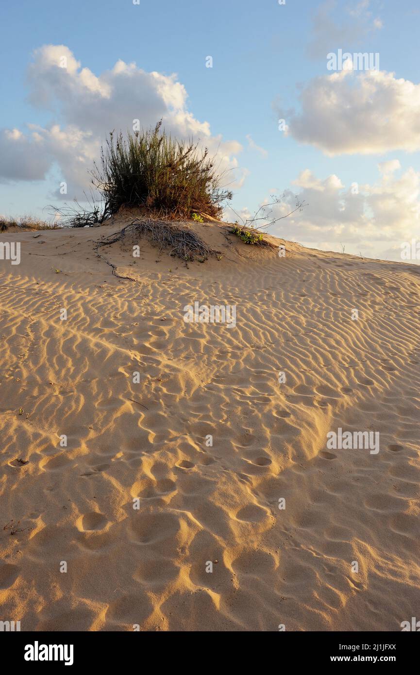 Trees, bushes, grass and cacti on waste ground near the town in Israel ...