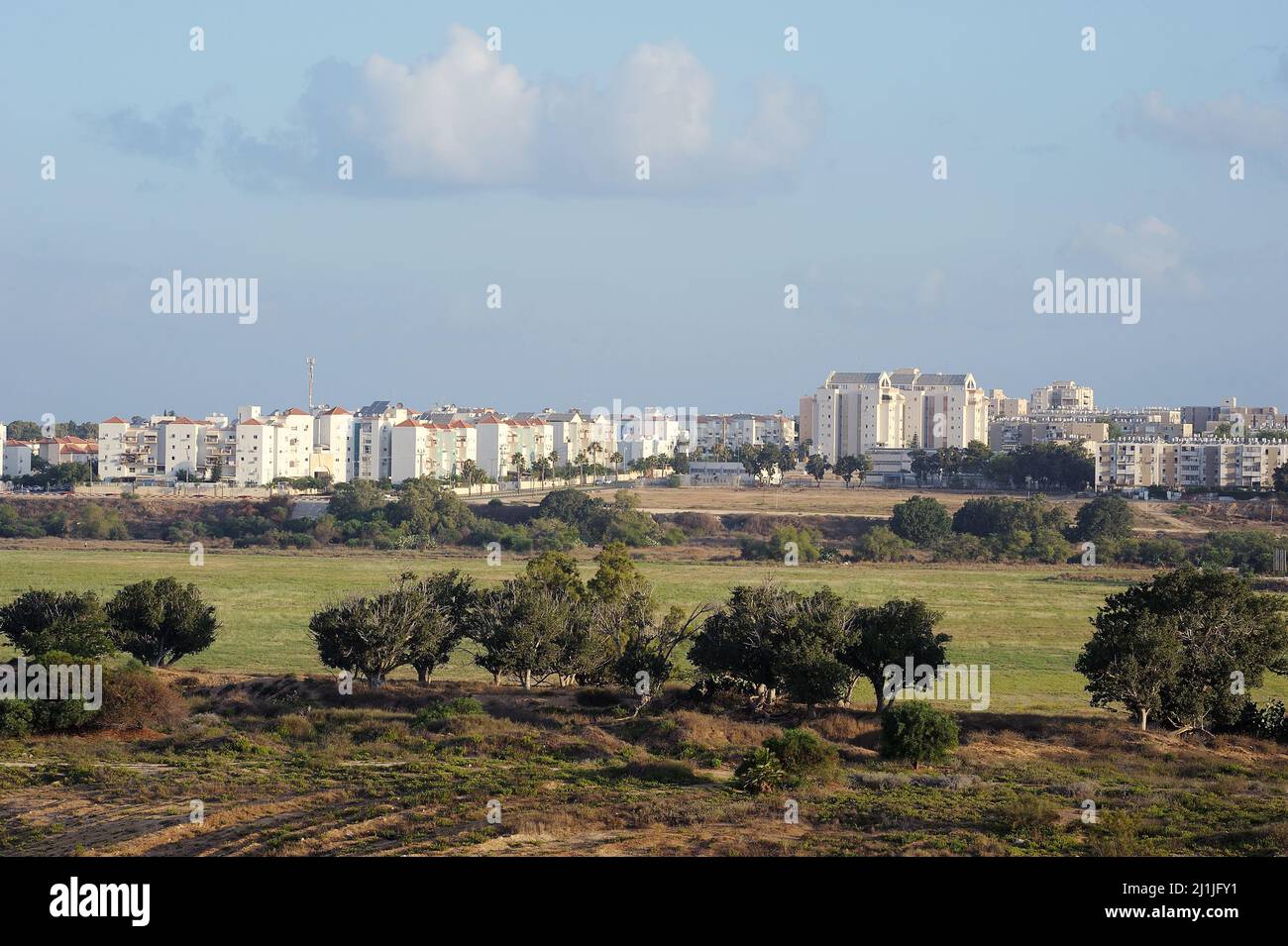 Trees, bushes, grass and cacti on waste ground near the town in Israel ...