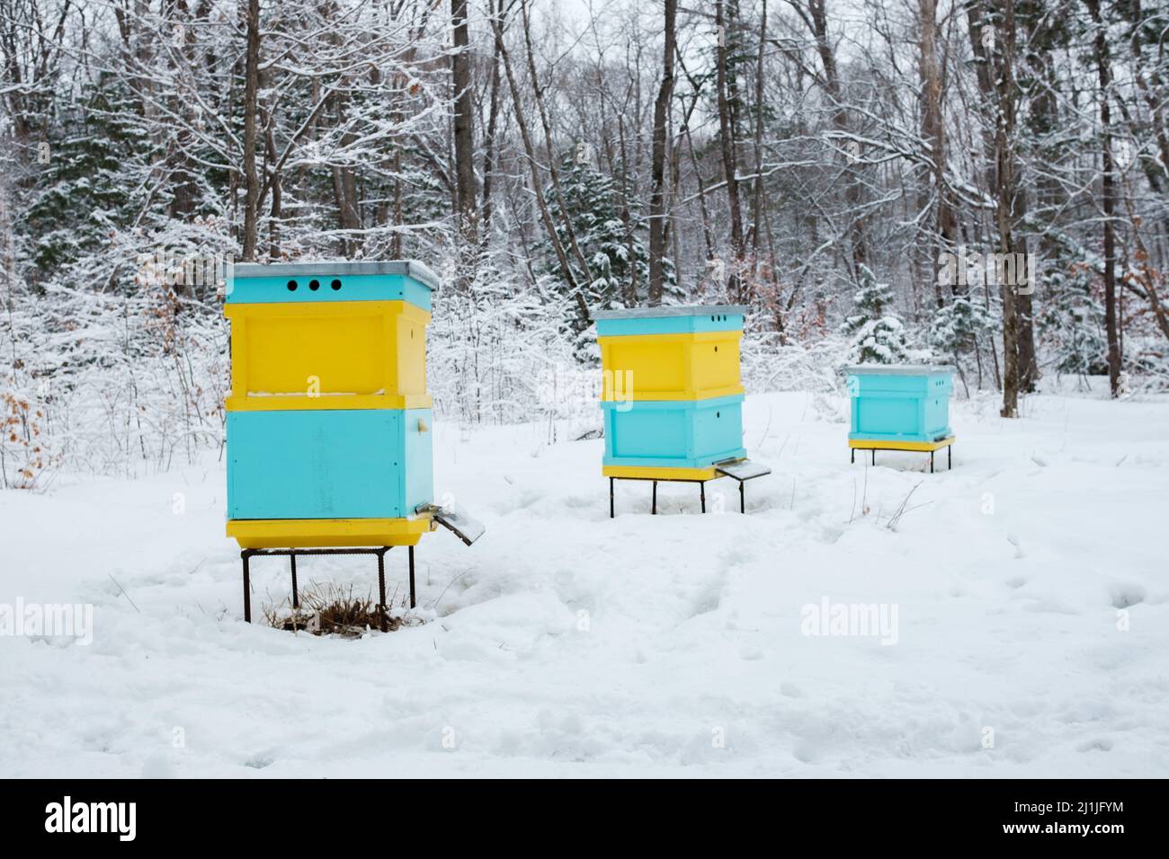 Bee hives in the snow in a forest clearing Stock Photo - Alamy