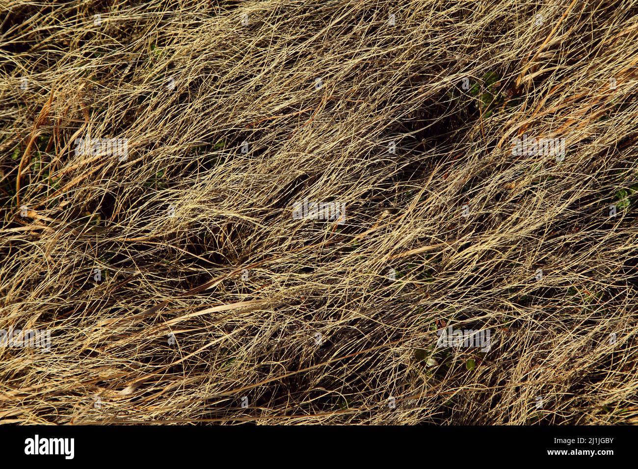 Close-up image of beautiful dry grass texture Stock Photo - Alamy