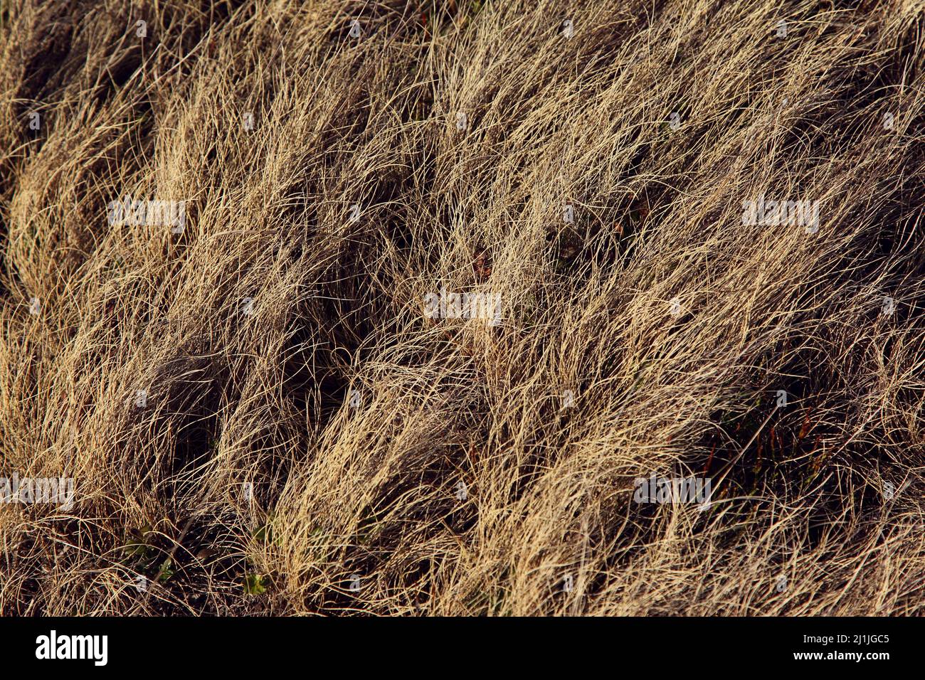 Close-up image of beautiful dry grass texture Stock Photo - Alamy