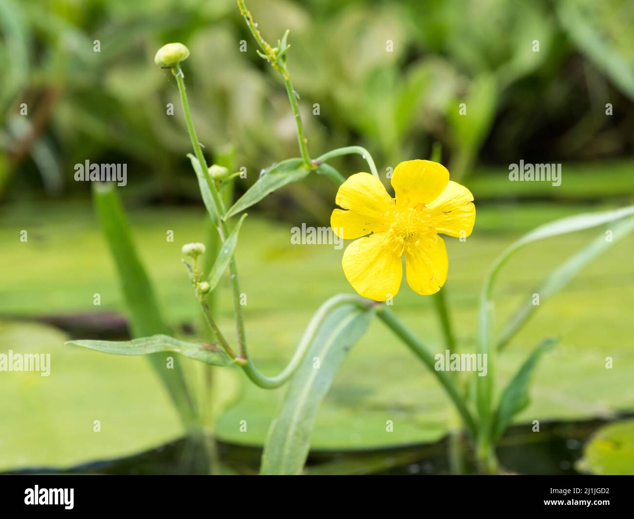 Yellow flower of Greater Spearwort growing at river Stock Photo - Alamy