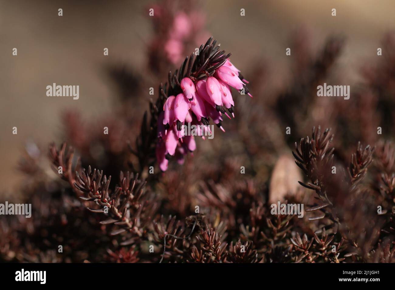 Winterheath hi-res stock photography and images - Alamy