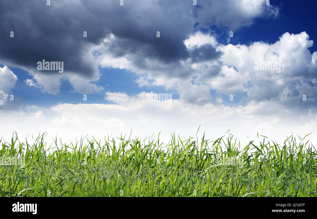 spring field and the beautiful blue sky Stock Photo - Alamy