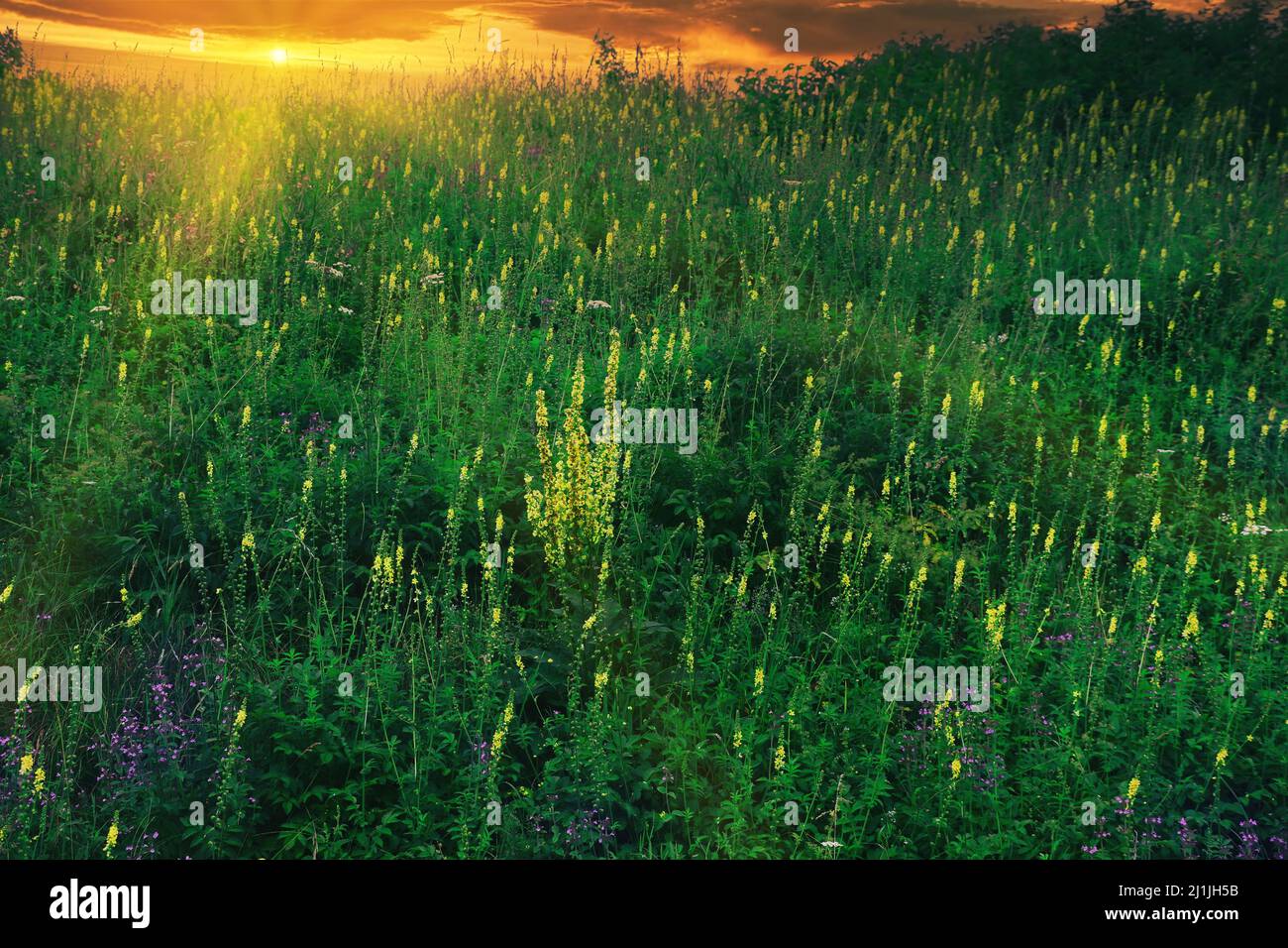 Morning field sunrise, the concept of World Environment Day ...
