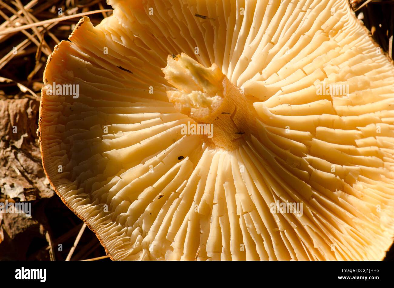 Underside of a mushroom showing the gills. Tenerife. Canary Islands ...