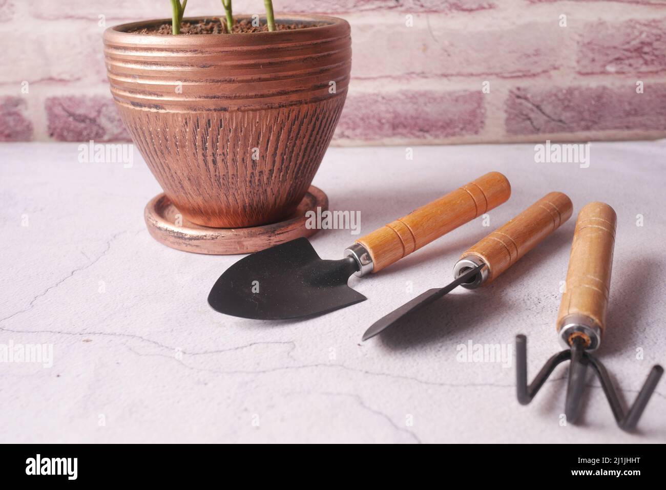 gardening tools and plant on a table with copy space Stock Photo - Alamy
