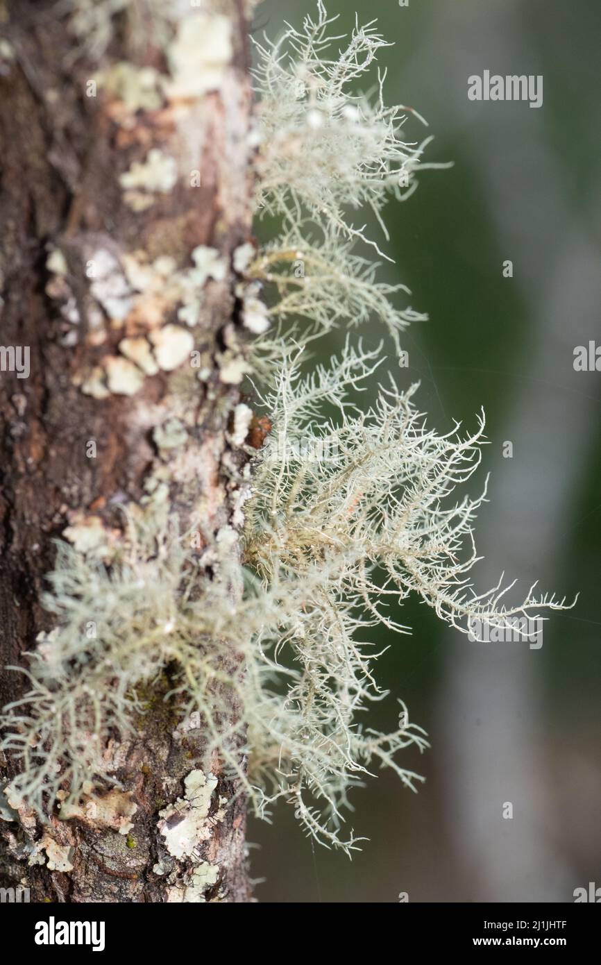 Lichen growing on the tree hi-res stock photography and images - Alamy