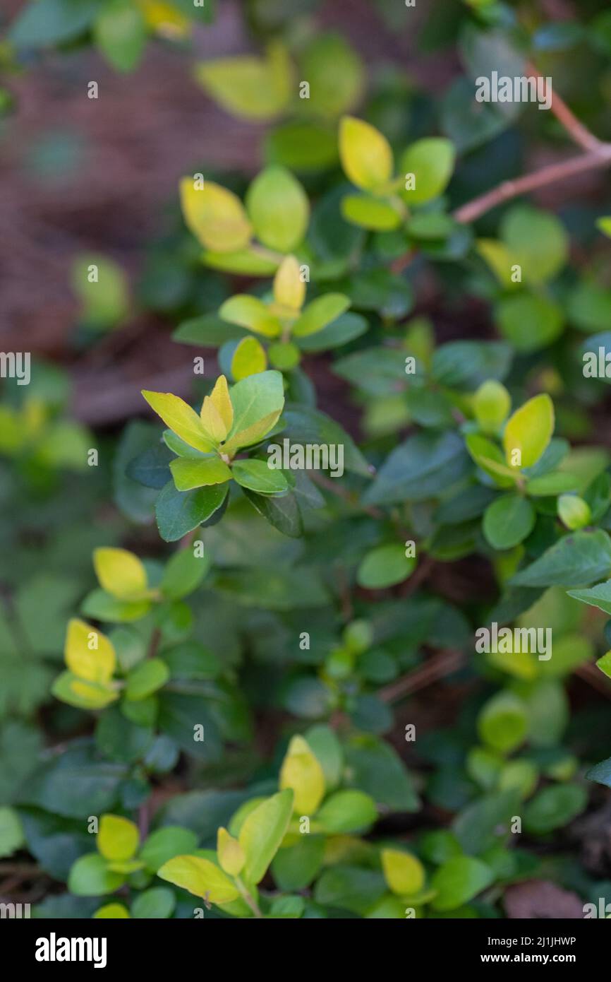 The perennial shrub Abelia showing new growth in spring Stock Photo - Alamy