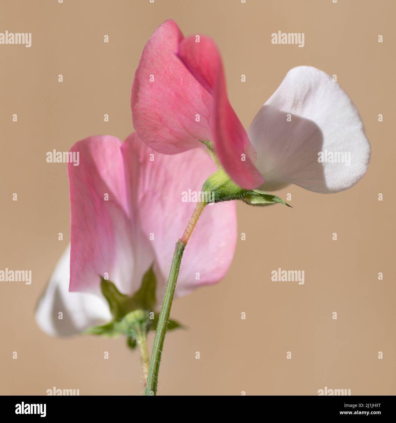 Sweet pea landscape hi-res stock photography and images - Alamy