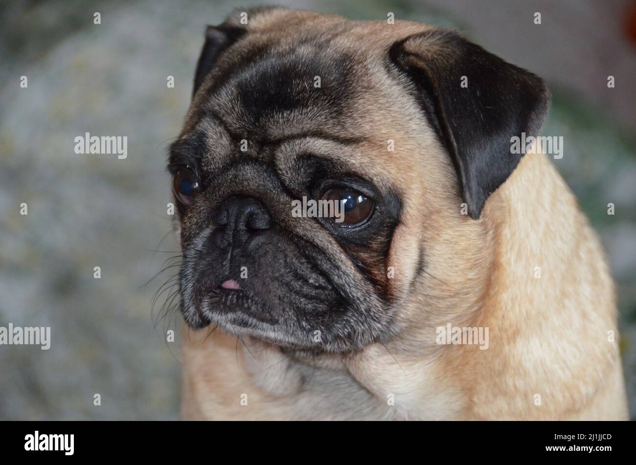 Mopsportraet hi-res stock photography and images - Alamy