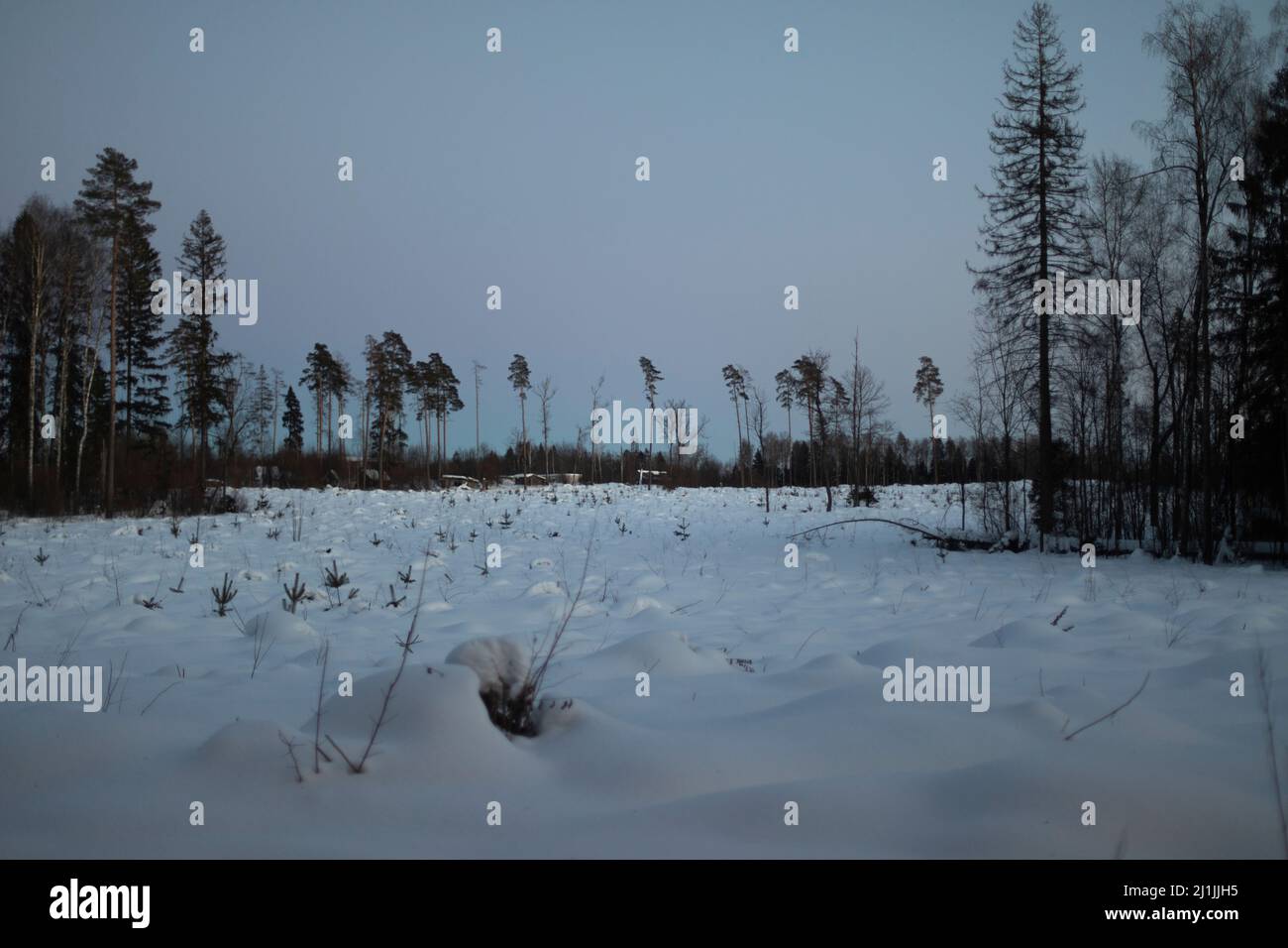 Winter landscape. Evening in cold weather. Forests in Russia. Snowy ...