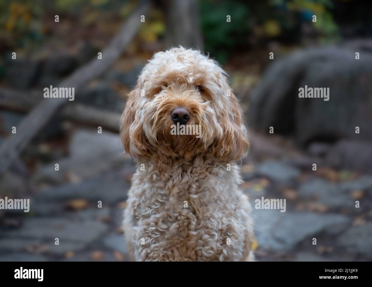 A closeup portrait of a cute Labradoodle Stock Photo - Alamy