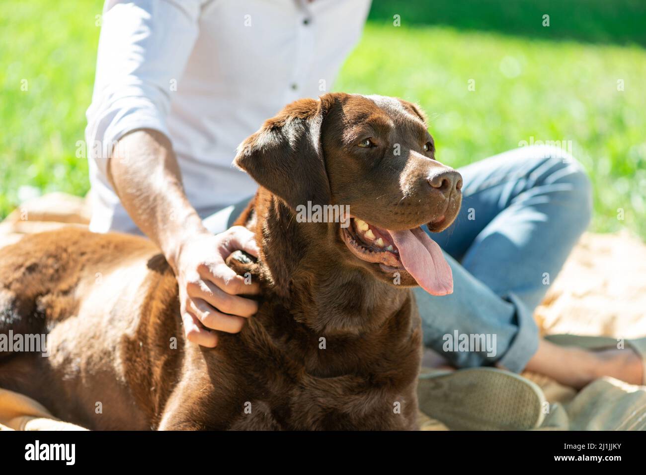 Dog with owner in the park Stock Photo - Alamy