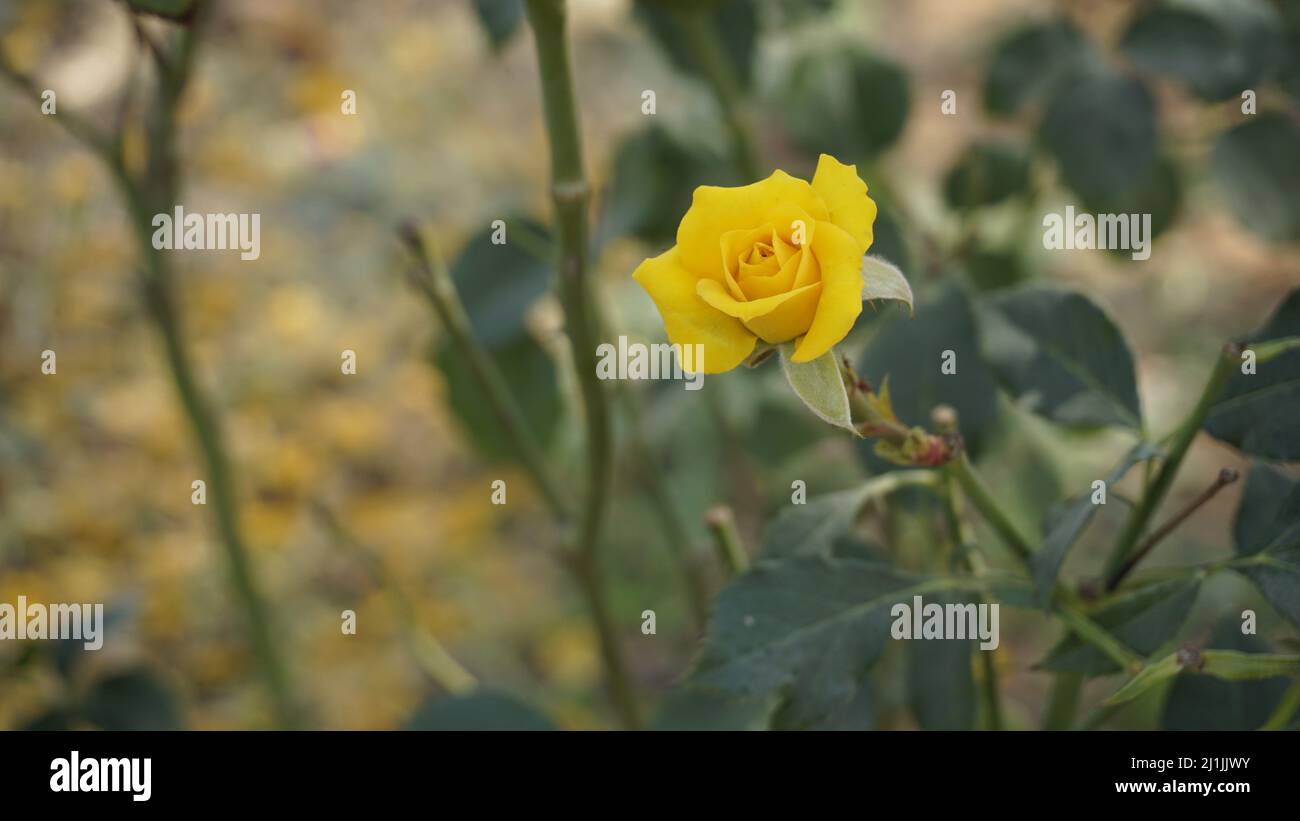 Yellow colour rose flower bloom from farm in a garden. Shot in housr ...