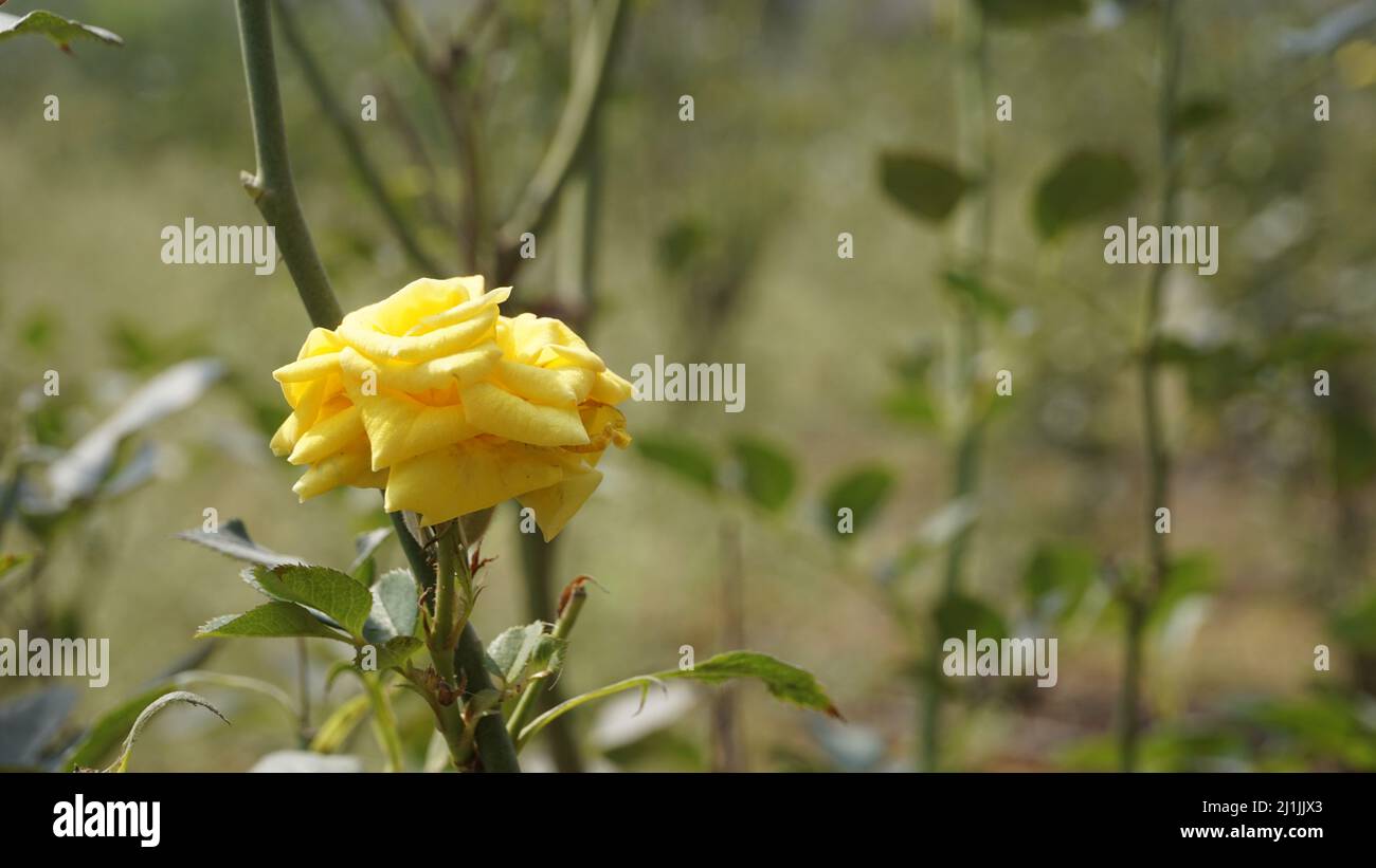 Yellow colour rose flower bloom from farm in a garden. Shot in housr ...