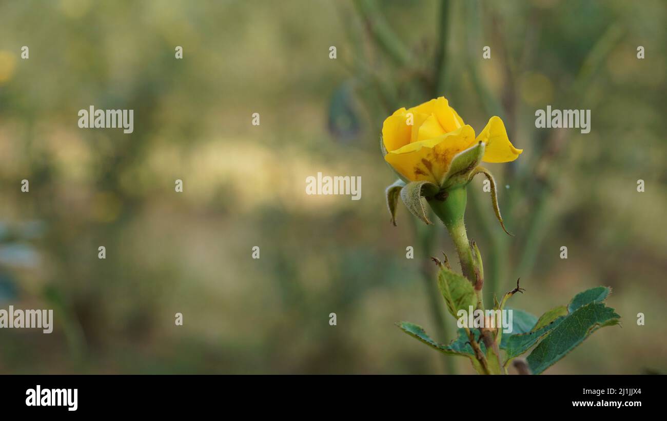 Yellow colour rose flower bloom from farm in a garden. Shot in housr ...