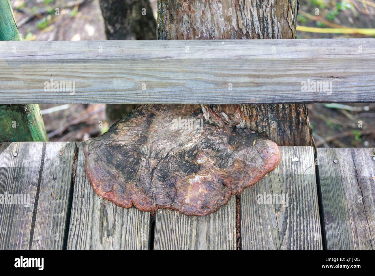 The tree fungus coming out of the bay fence Stock Photo - Alamy
