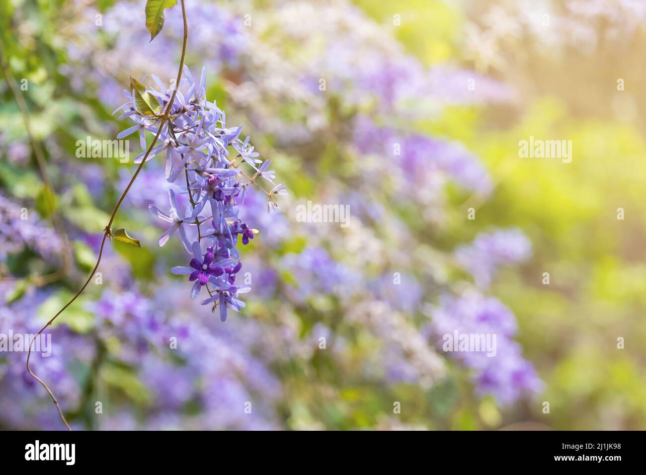 Sandpaper tree hi-res stock photography and images - Alamy